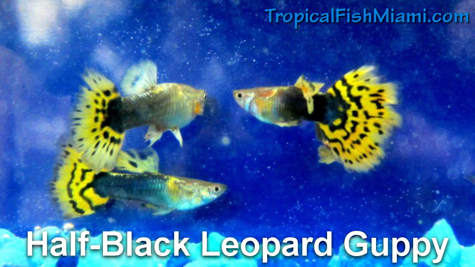 Our Fancy Guppies | Best Selection in South Florida