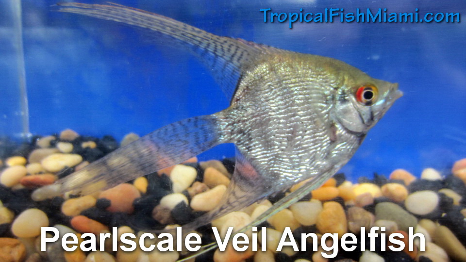 Our Angelfish | Neighborhood Fish Farm, Miami, Florida