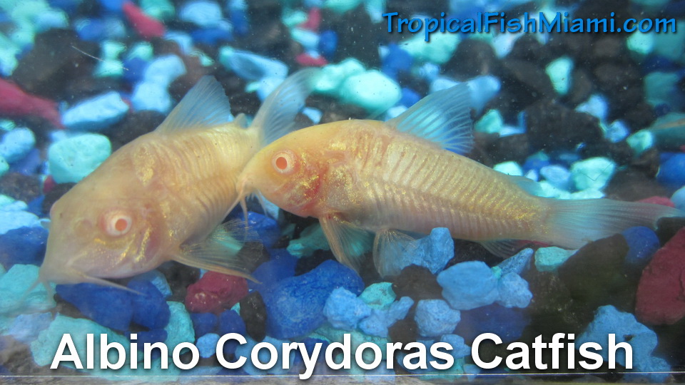 Our Corydoras Catfish | Neighborhood Fish Farm, Miami, Florida