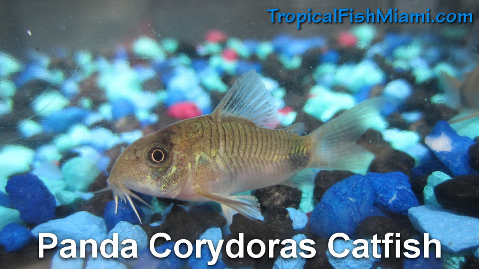 Our Corydoras Catfish | Neighborhood Fish Farm, Miami, Florida