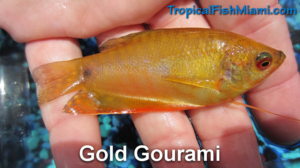 Our Gourami | Neighborhood Fish Farm, Miami, Florida
