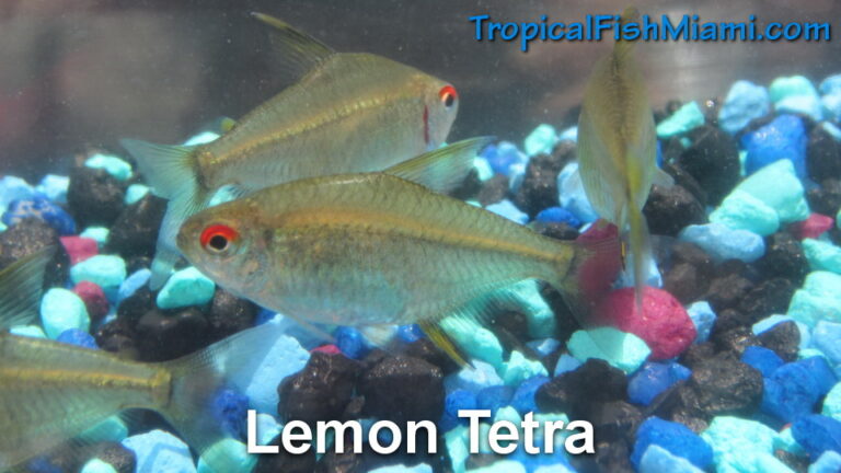 Our Tetras | Neighborhood Fish Farm, Miami, Florida